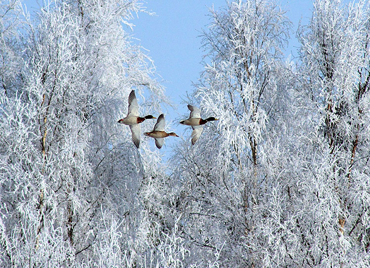 Thompson Lake Marina - Offering access to Thompson Lake, Casco, Maine